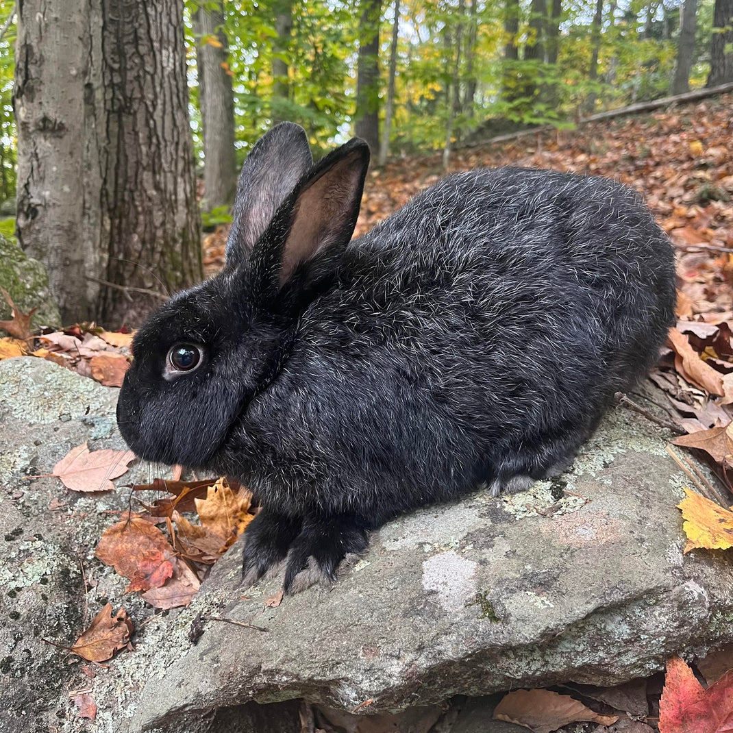 About Silver Fox – Twisted Hollow Homestead